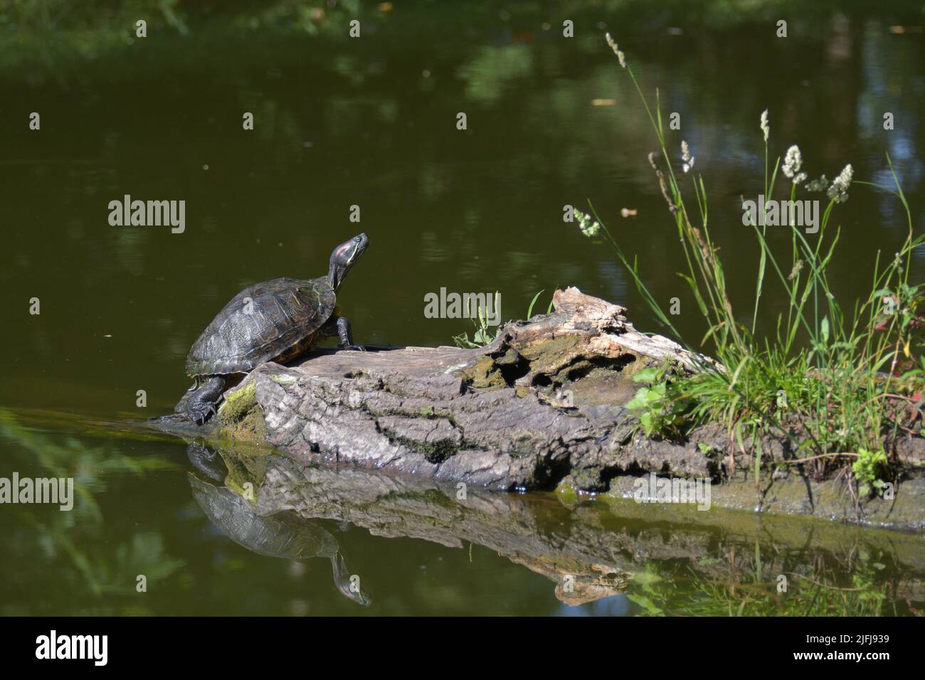 Freshwater red-eared turtle or yellow-bellied turtle. An amphibious ...