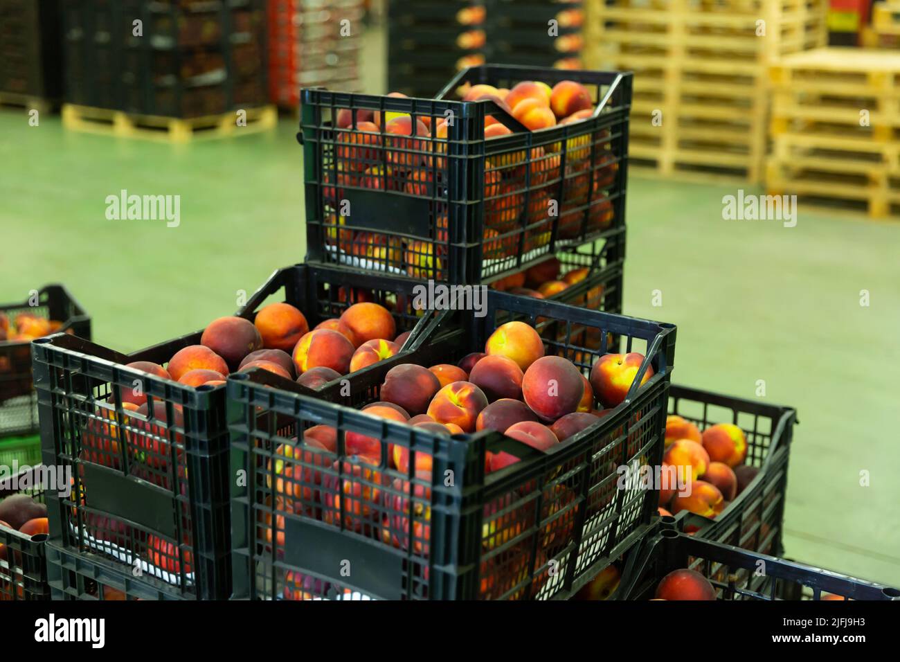 Crop of ripe peaches in plastic boxes ready for storage Stock Photo - Alamy