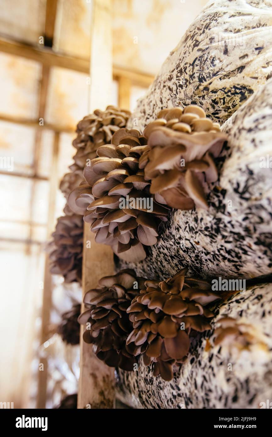 Oyster mushroom cultivation growing in farm on oil cake substrate Stock ...