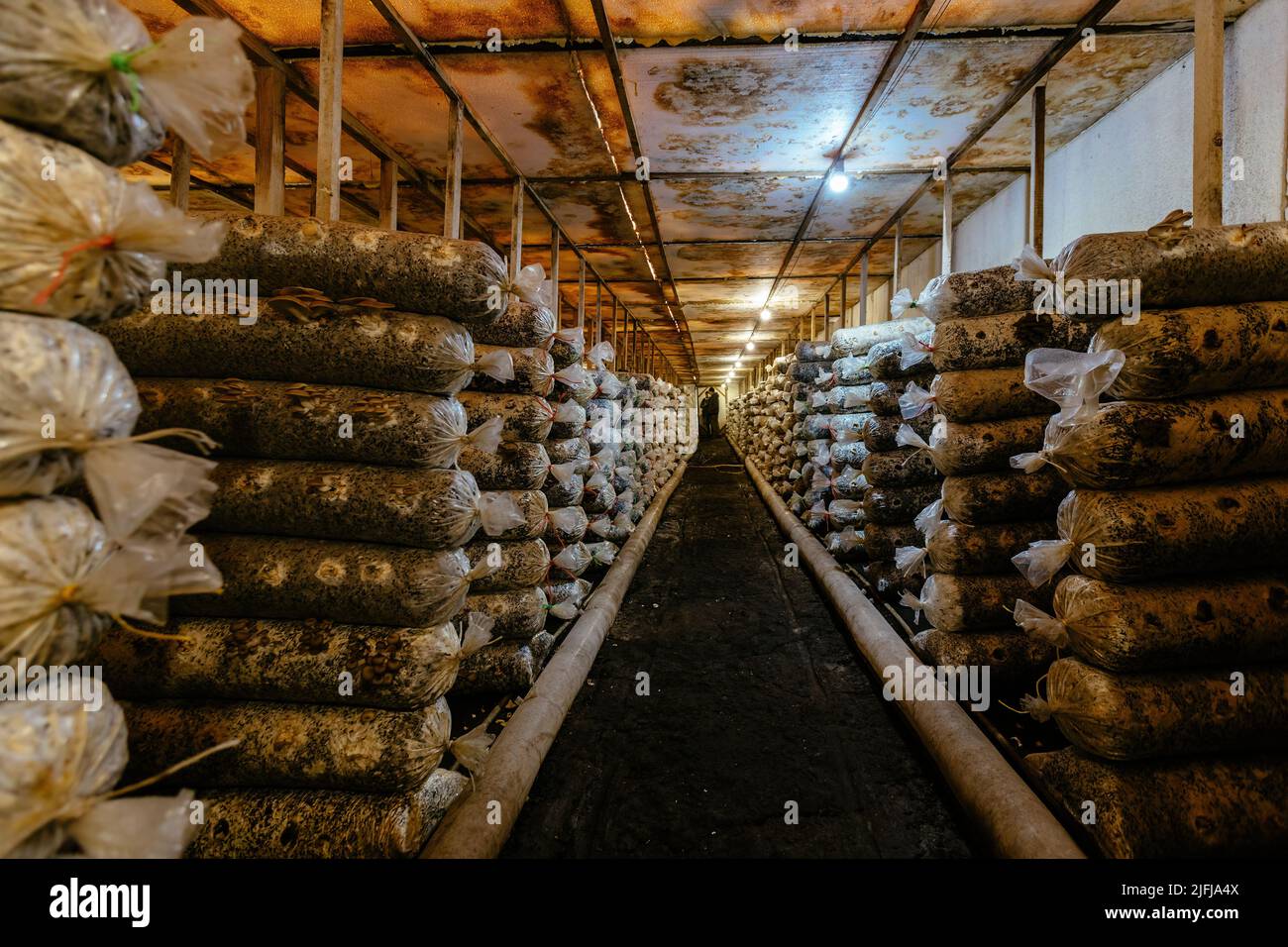 Mushroom farm. Bags with oil cake substrate for growing mushrooms Stock ...