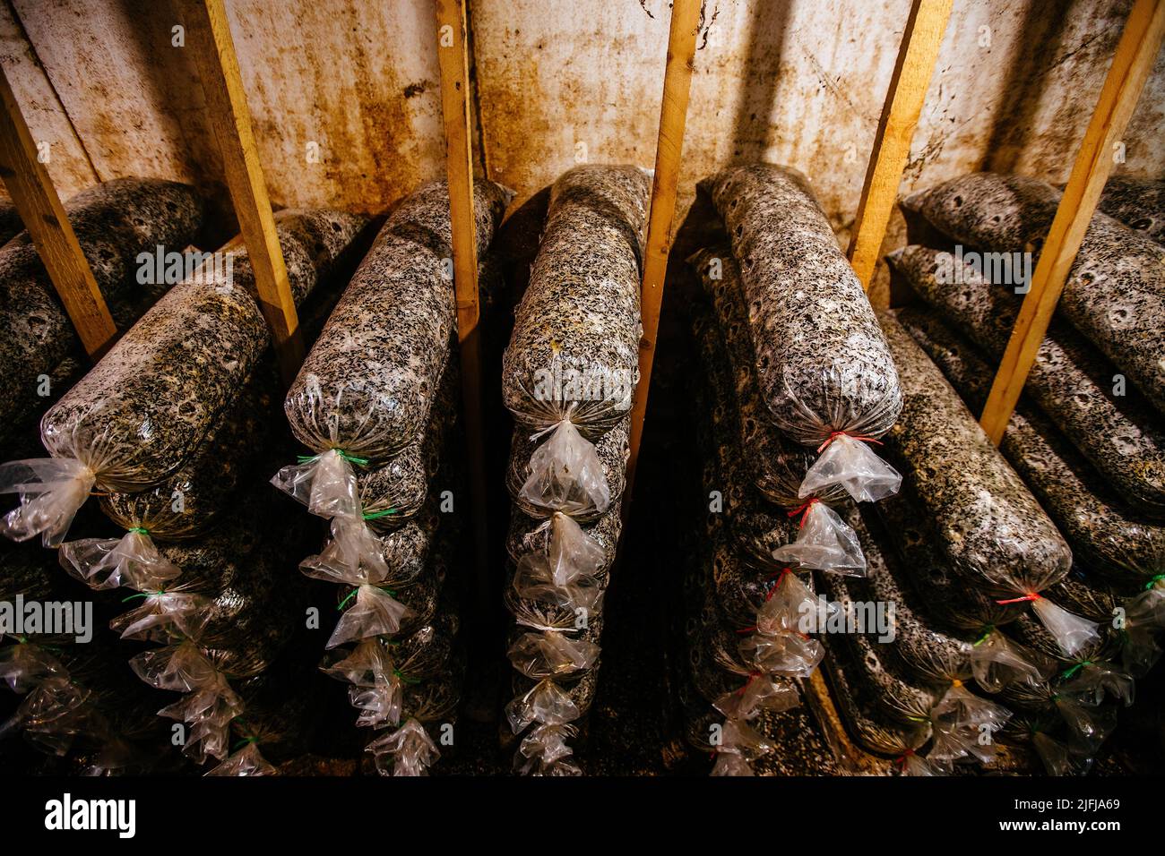 Mushroom farm. Bags with oil cake substrate for growing mushrooms Stock ...