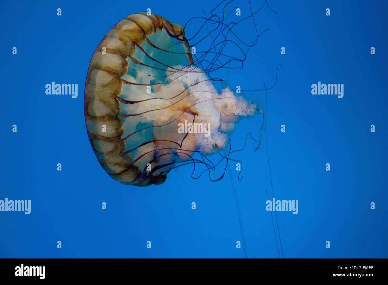 Pacific Sea Nettle (Chrysaora Fuscescens) floating at the Baltimore ...