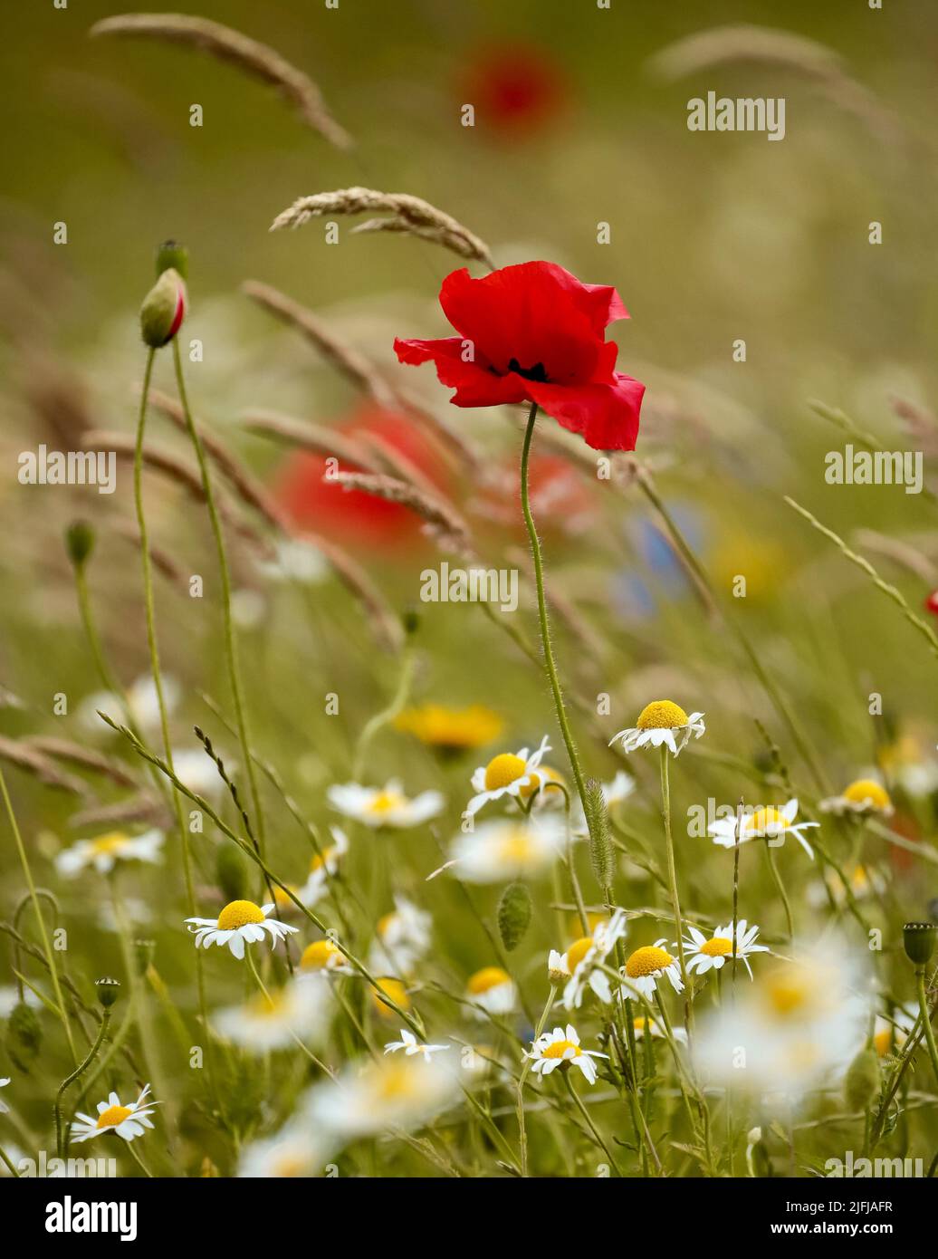 Poppys and meadow flowers Stock Photo - Alamy