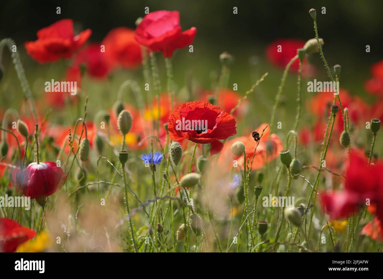 Poppys and meadow flowers Stock Photo - Alamy