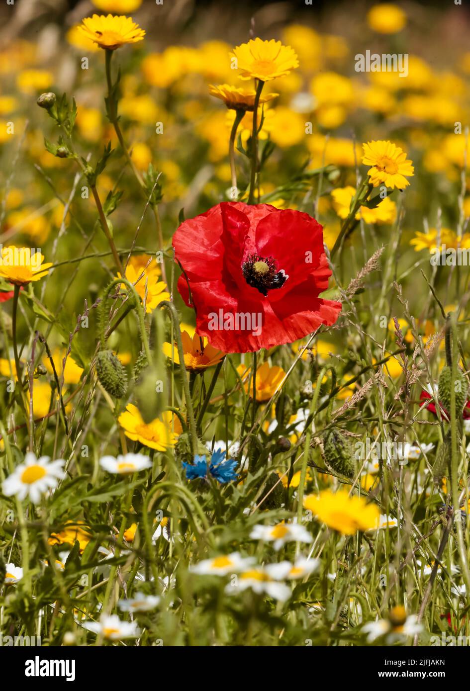 Cotswold poppys hi-res stock photography and images - Alamy