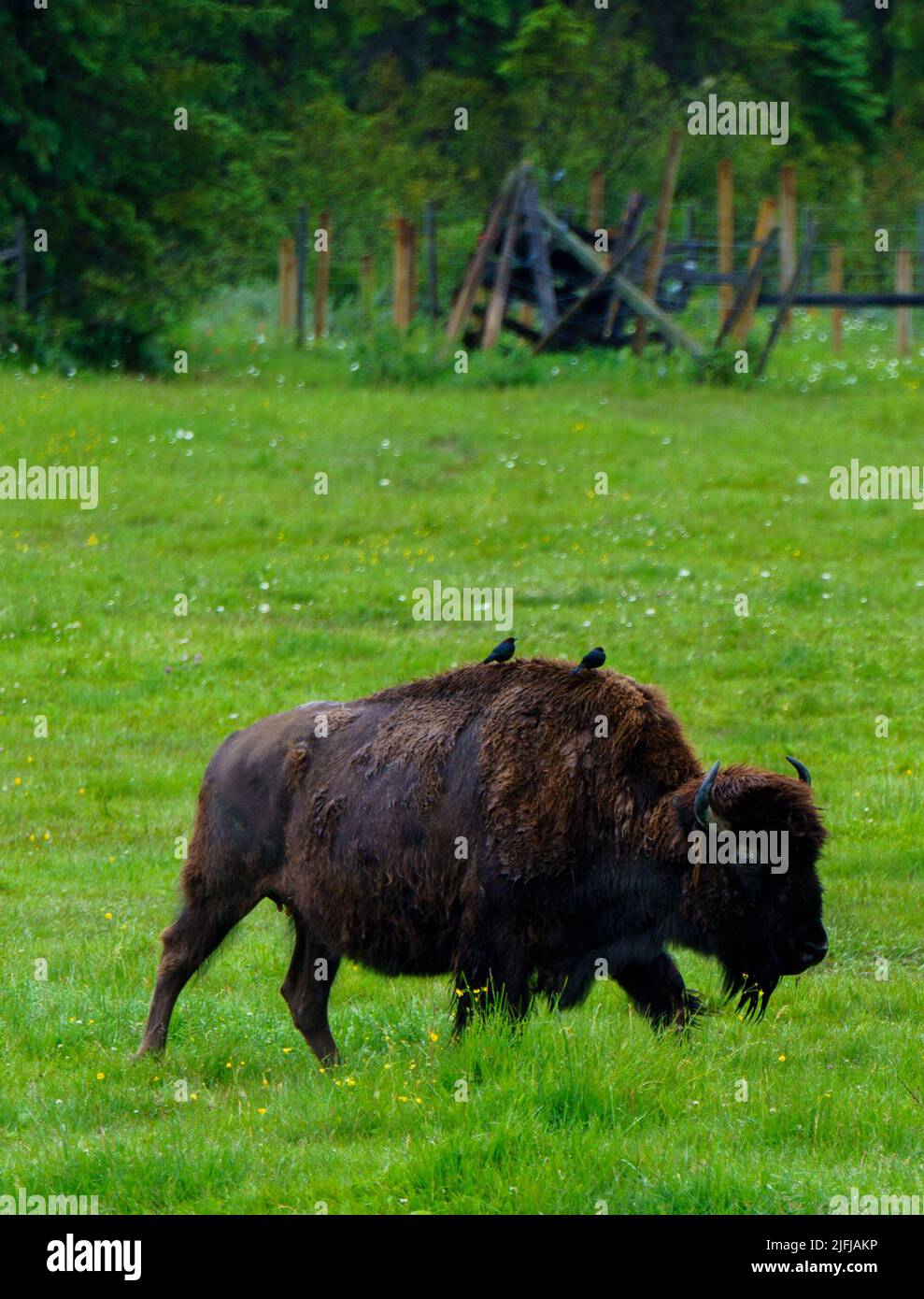 A bison with two birds on it's back Stock Photo - Alamy