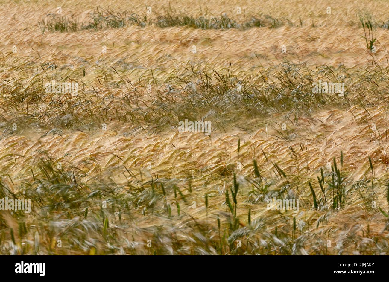 wind blown corn Stock Photo - Alamy
