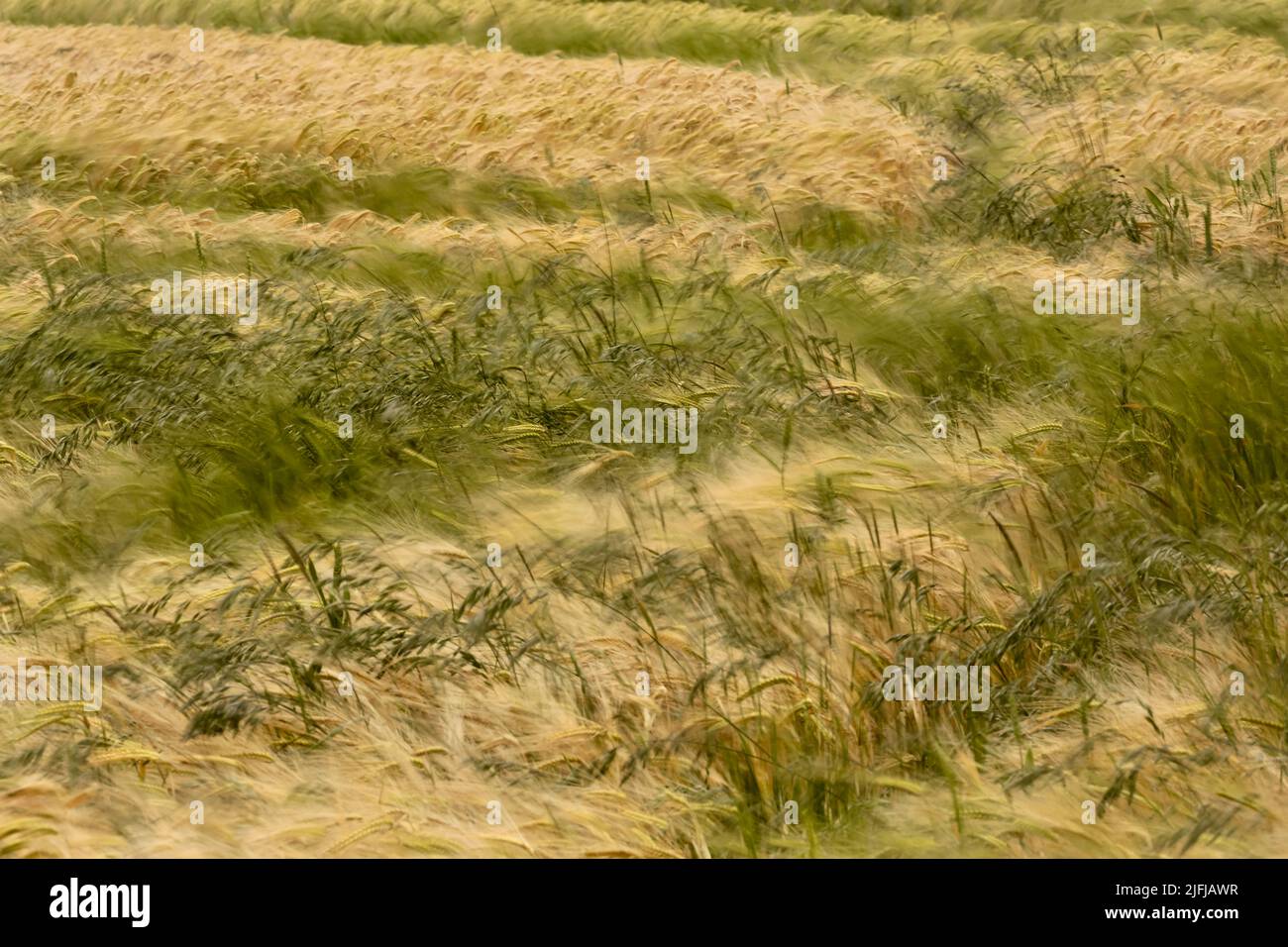 wind blown corn Stock Photo - Alamy