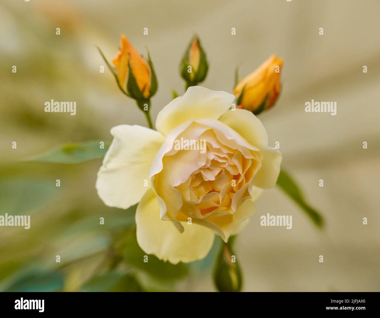 yellow rose (Graham Thomas Stock Photo - Alamy