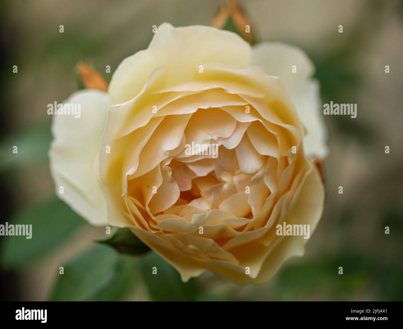 yellow rose (Graham Thomas Stock Photo - Alamy