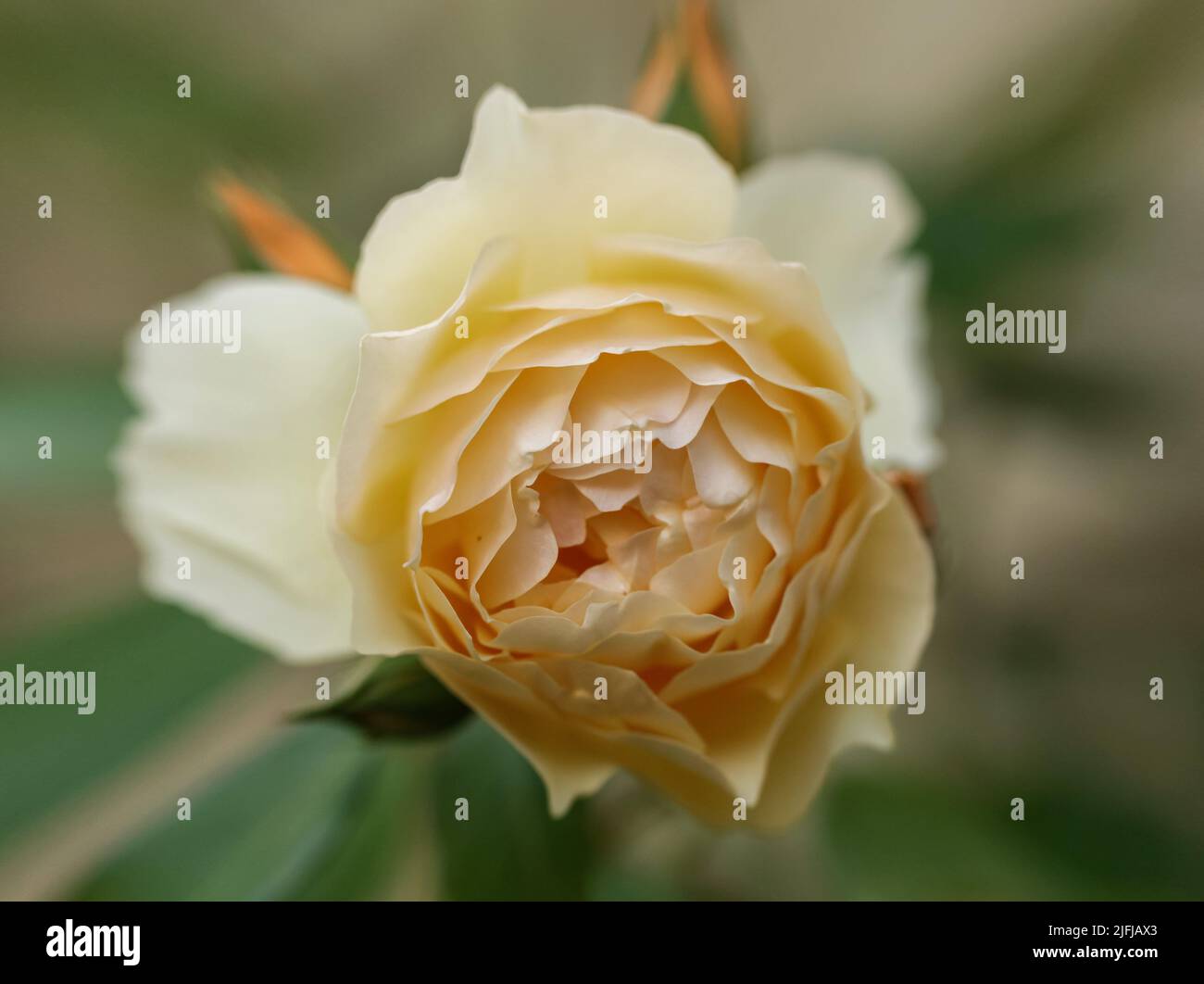 yellow rose (Graham Thomas Stock Photo - Alamy