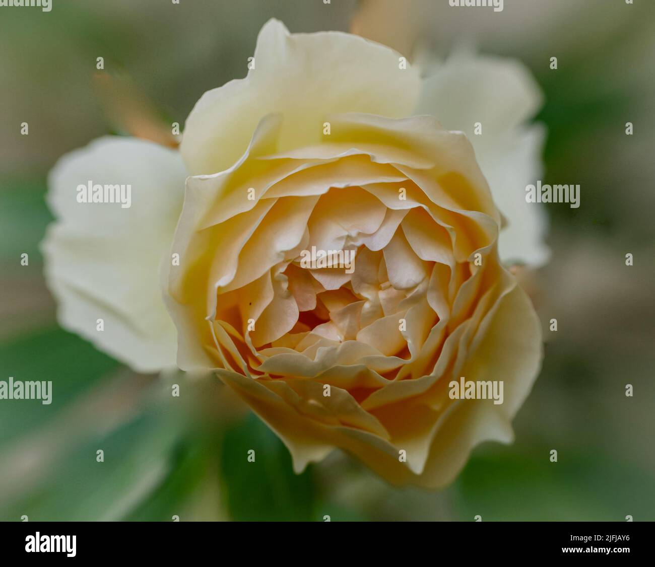 yellow rose (Graham Thomas Stock Photo - Alamy