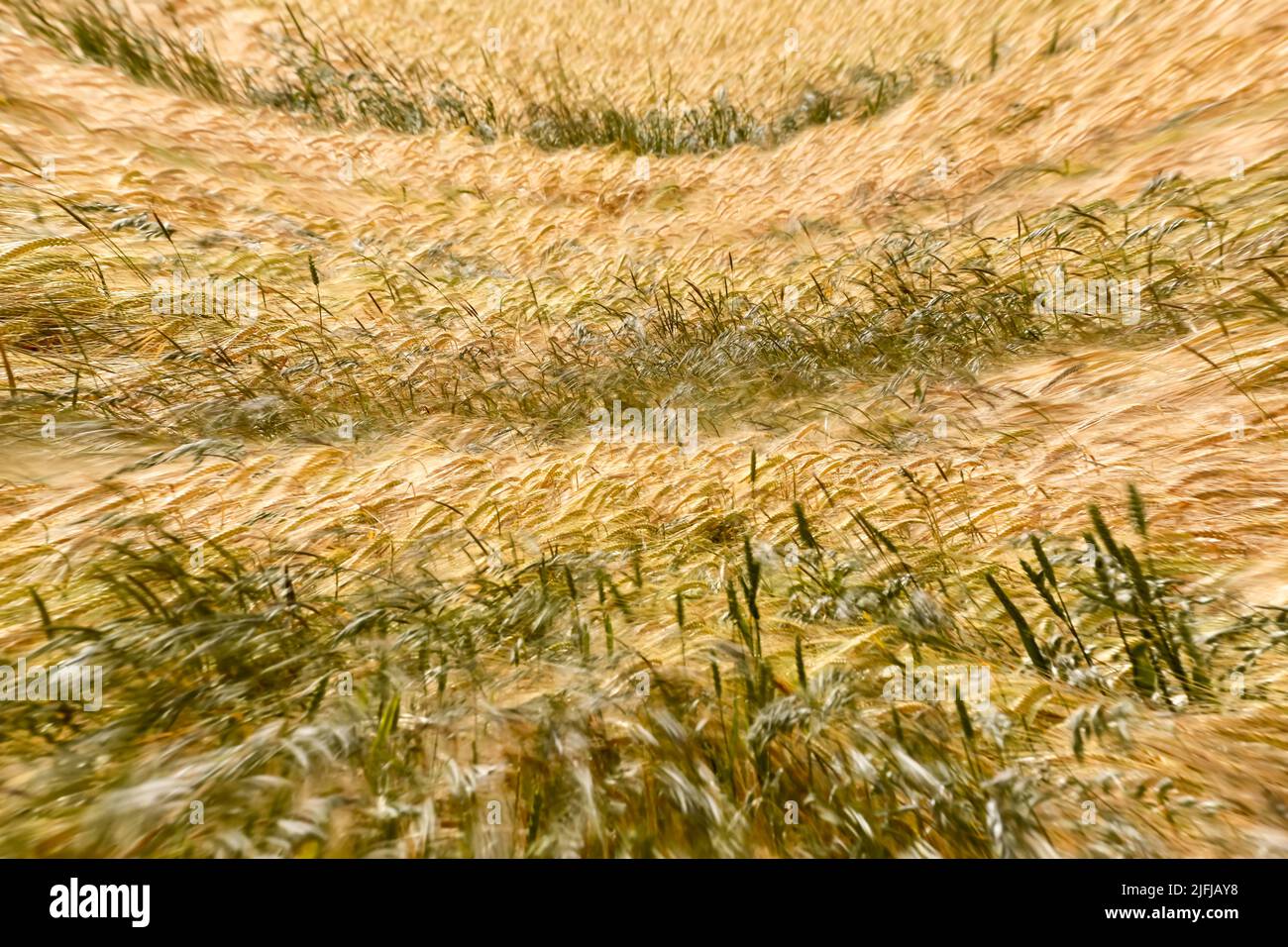 wind blown corn Stock Photo - Alamy