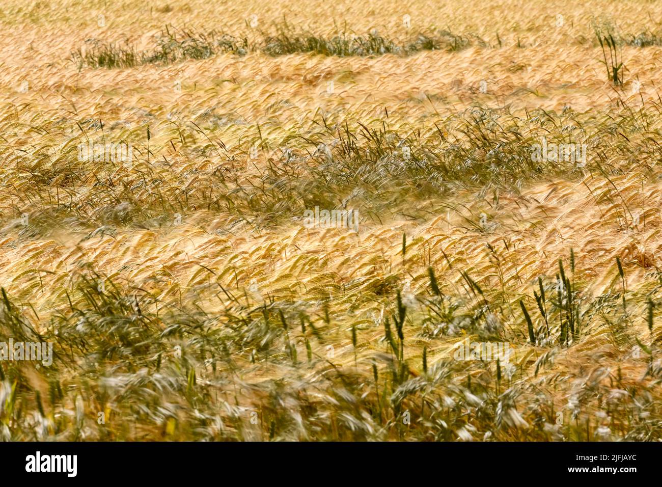 wind blown corn Stock Photo - Alamy