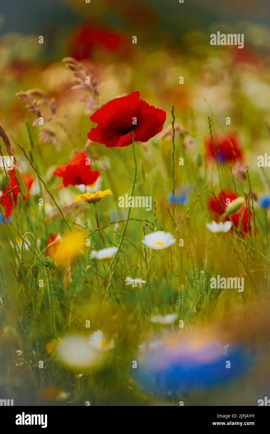 Poppys and meadow flowers Stock Photo - Alamy
