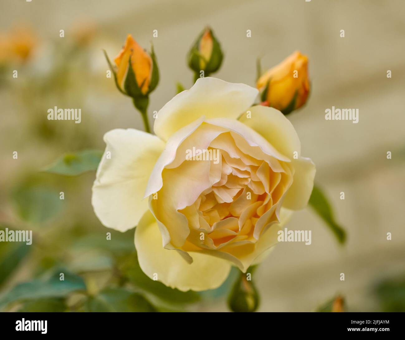 yellow rose (Graham Thomas Stock Photo - Alamy