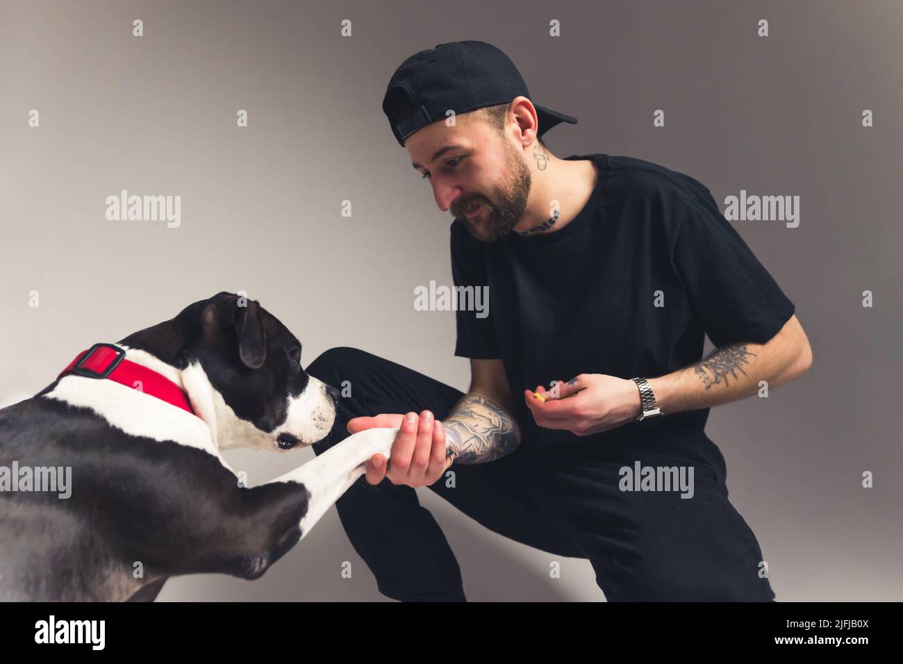 black and white American Staffordshire Terrier gives paw to his owner ...