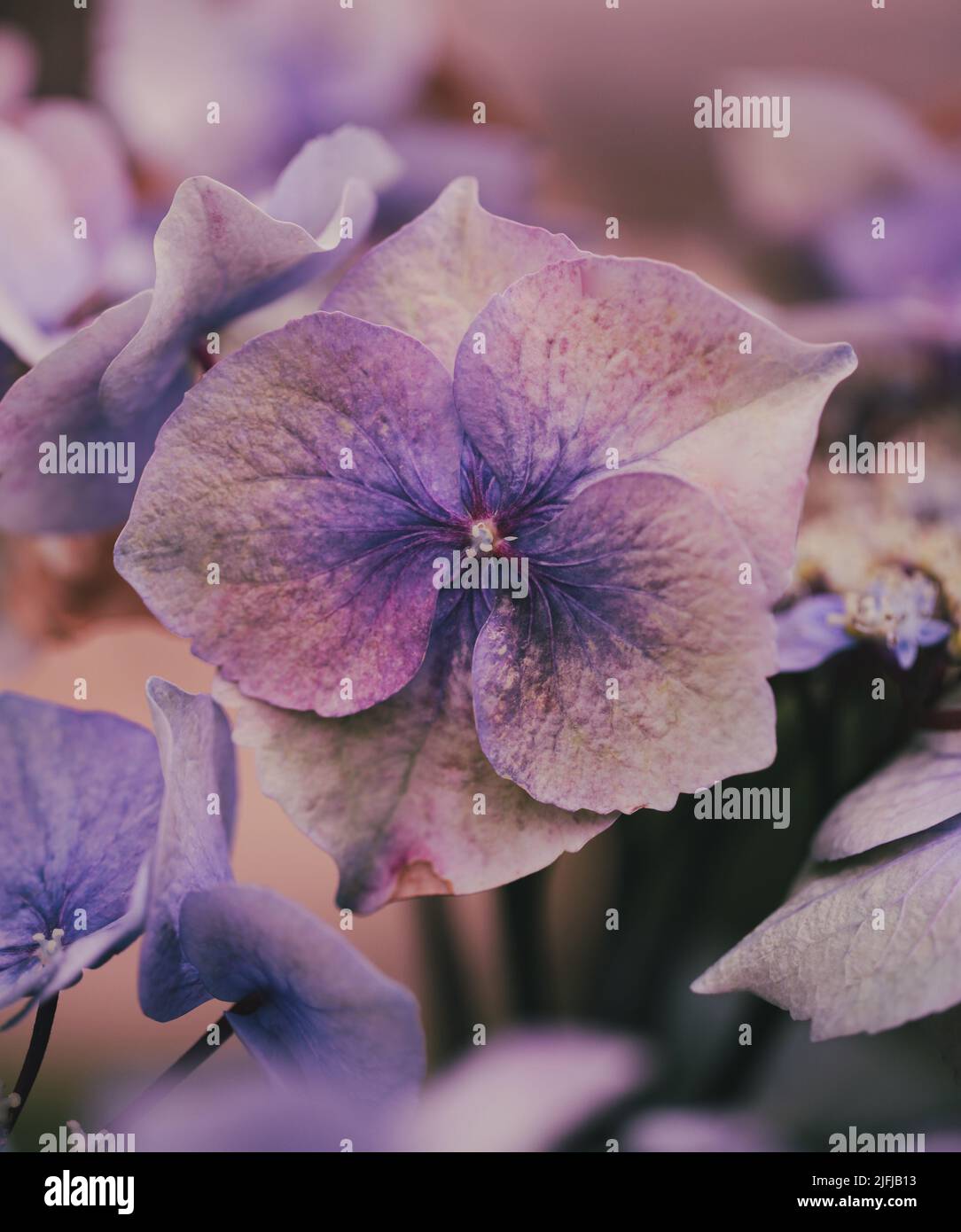 Hydranger flowers hi-res stock photography and images - Alamy