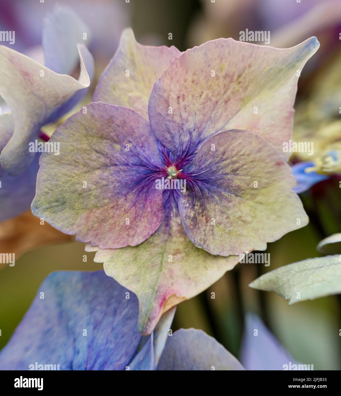 Hydranger petals hi-res stock photography and images - Alamy