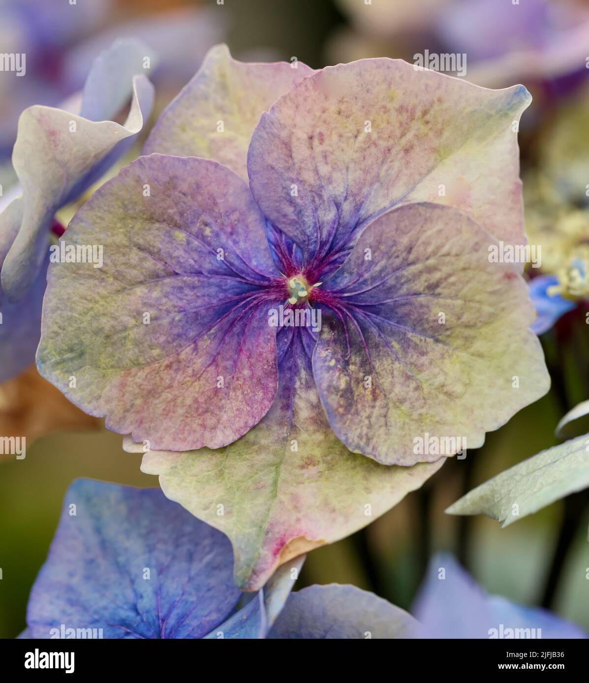 Hydranger petals hi-res stock photography and images - Alamy