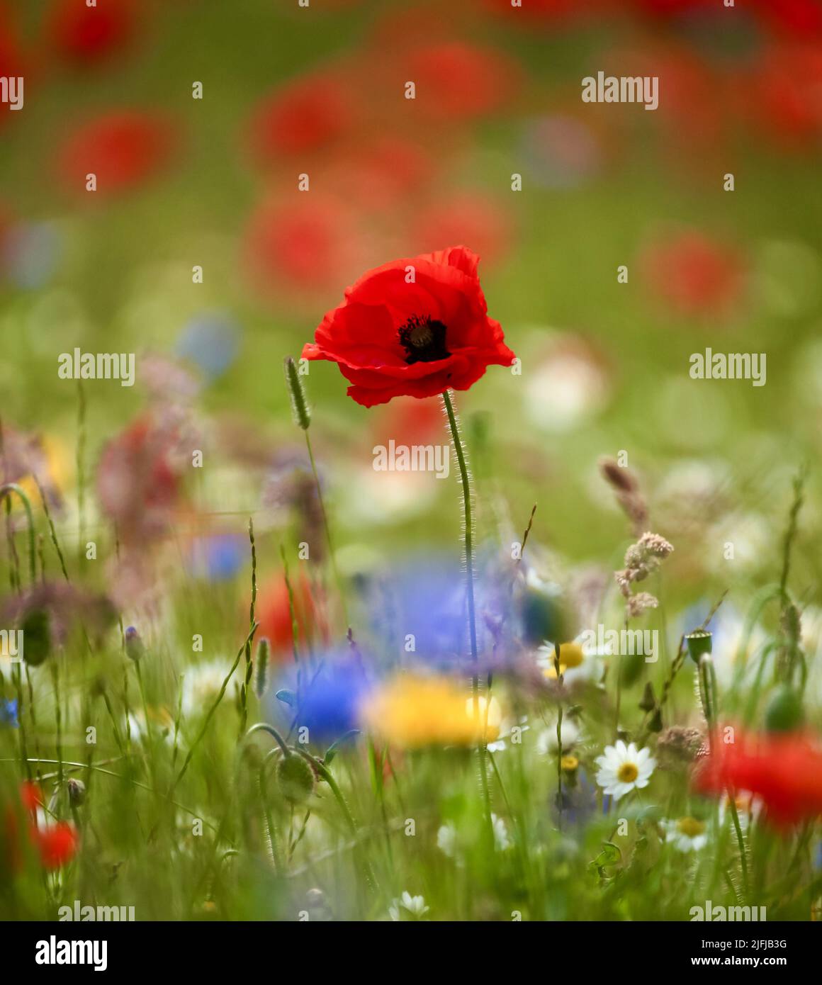 Cotswold poppys hi-res stock photography and images - Alamy