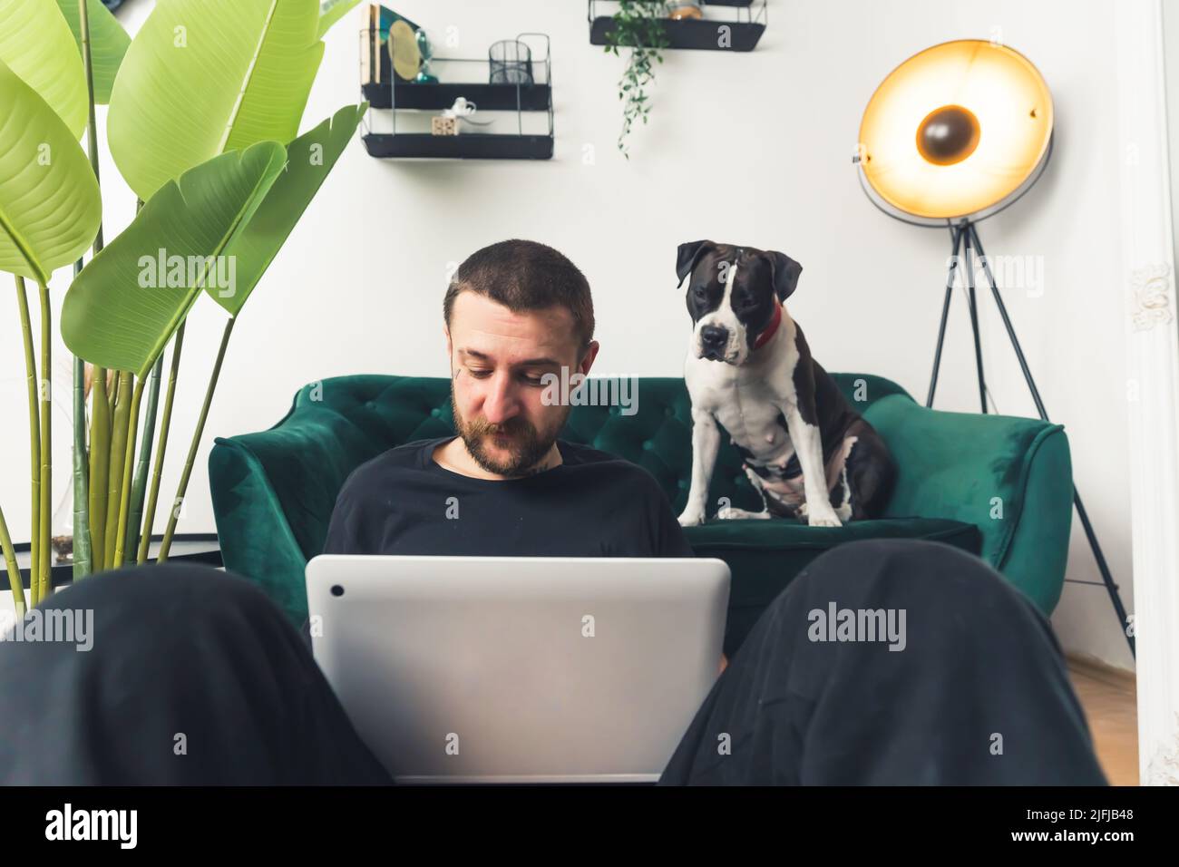 black and white amstaff dog observes his owner working on laptop home ...
