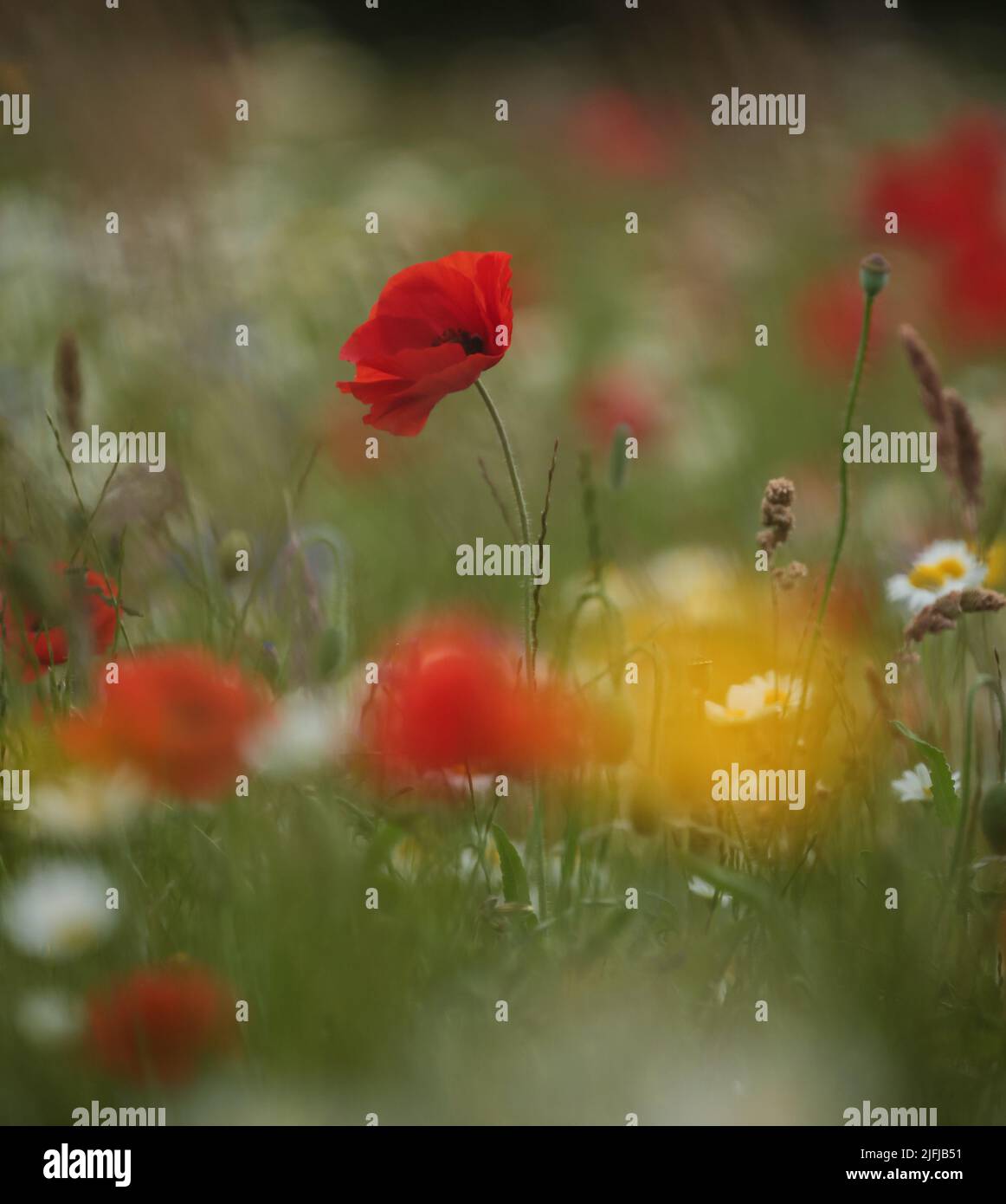 Poppys and meadow flowers Stock Photo - Alamy
