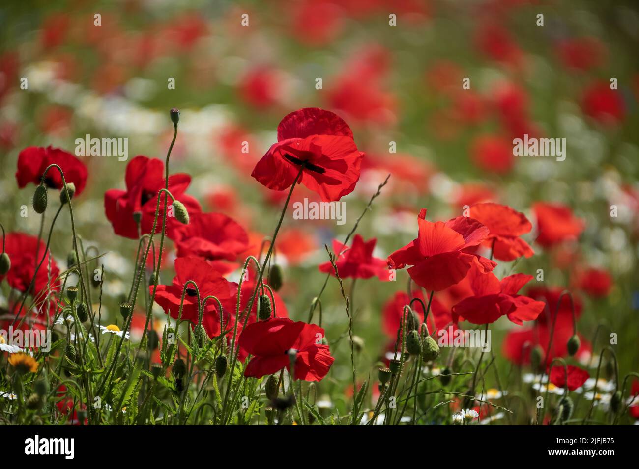 Poppys and meadow flowers Stock Photo - Alamy