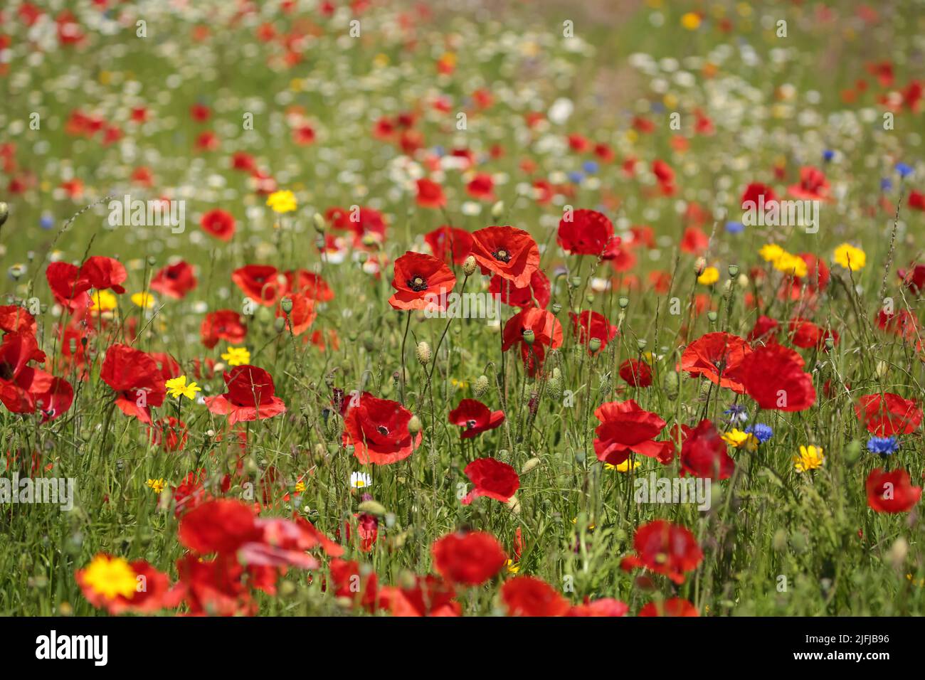 Poppys and meadow flowers Stock Photo - Alamy