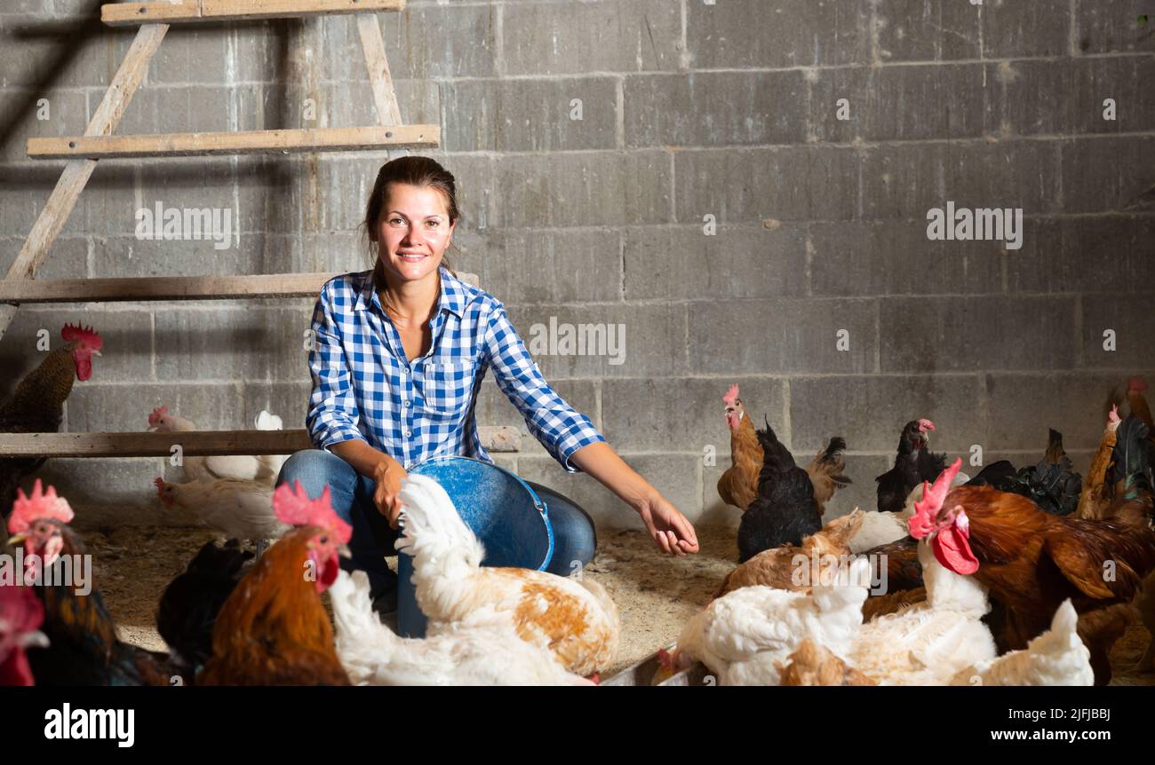 Woman feeding domestic chickens Stock Photo - Alamy