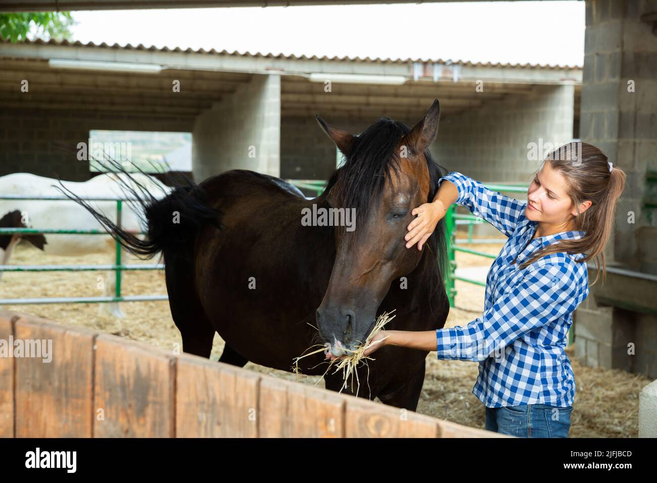 Woman feeding horse Stock Photo - Alamy