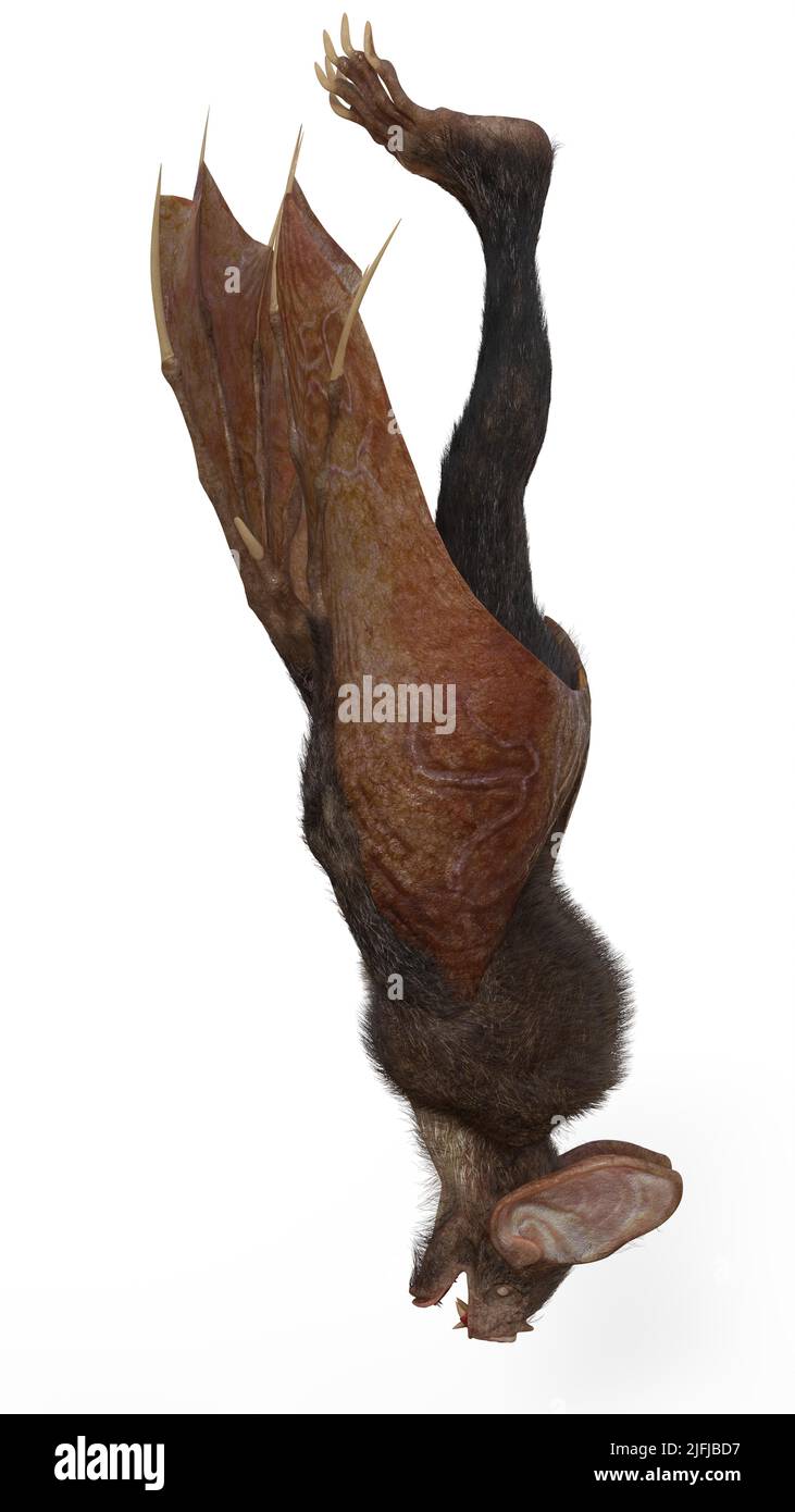 3d-illustration of an isolated creepy fantasy werebat Stock Photo - Alamy