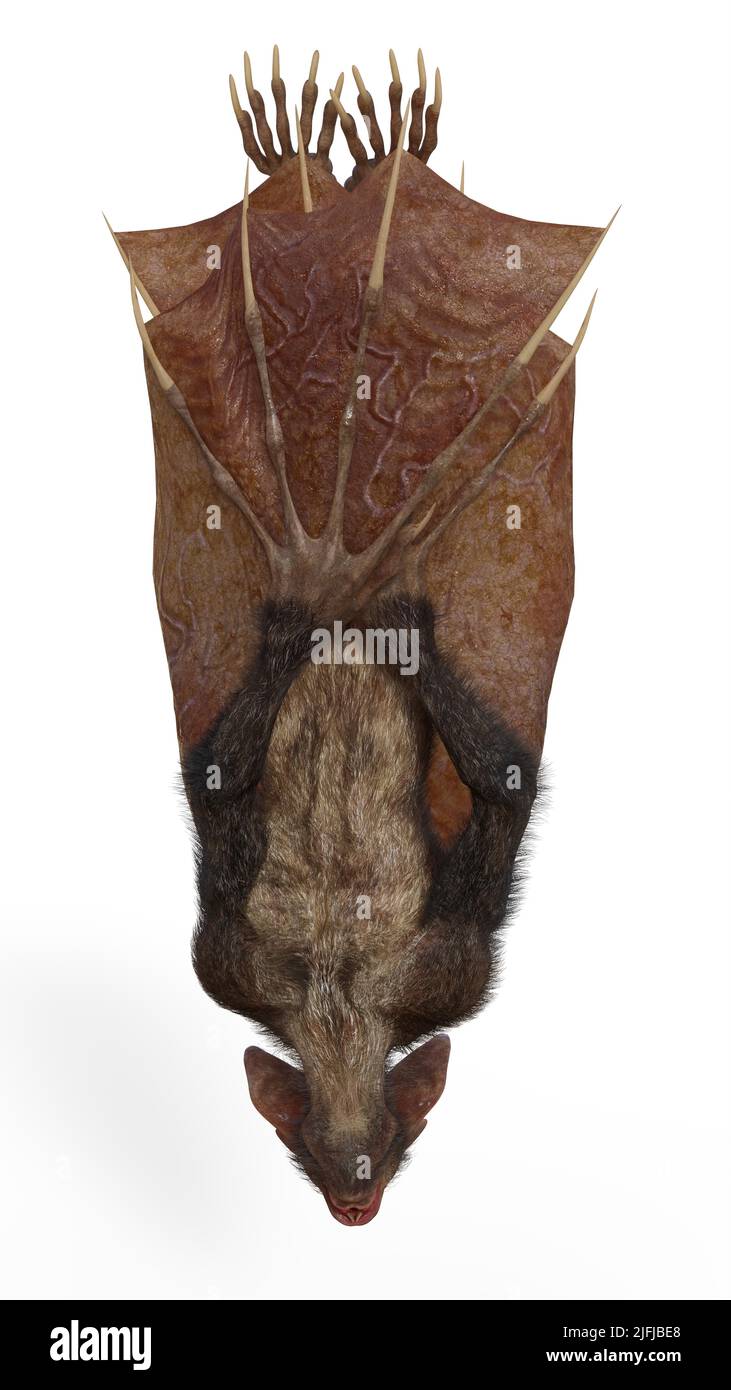 3d-illustration of an isolated creepy fantasy werebat Stock Photo - Alamy