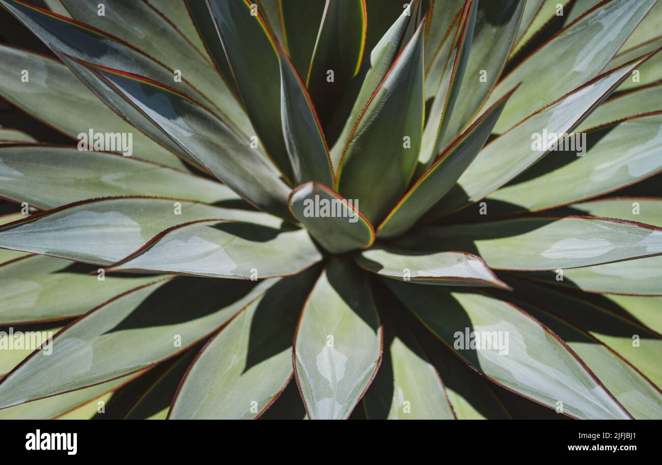 Agave. Cactus in desert backdround, cacti or cactaceae pattern. Agave ...