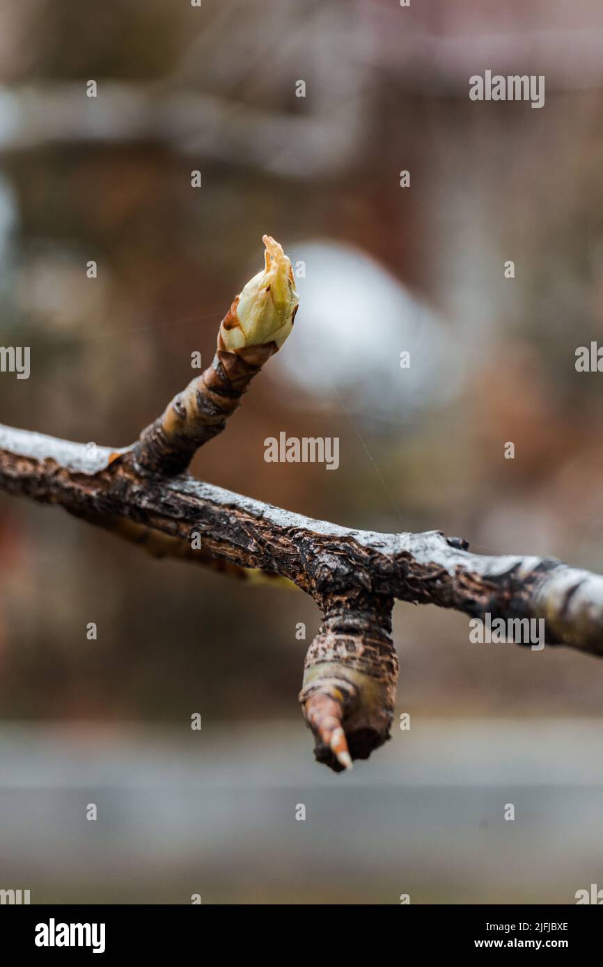 A Selective focus of a branch of tree with buds Stock Photo - Alamy