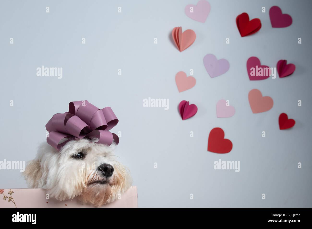 A Cute Coton de Tulear dog with a purple bow in a gift box on a white ...