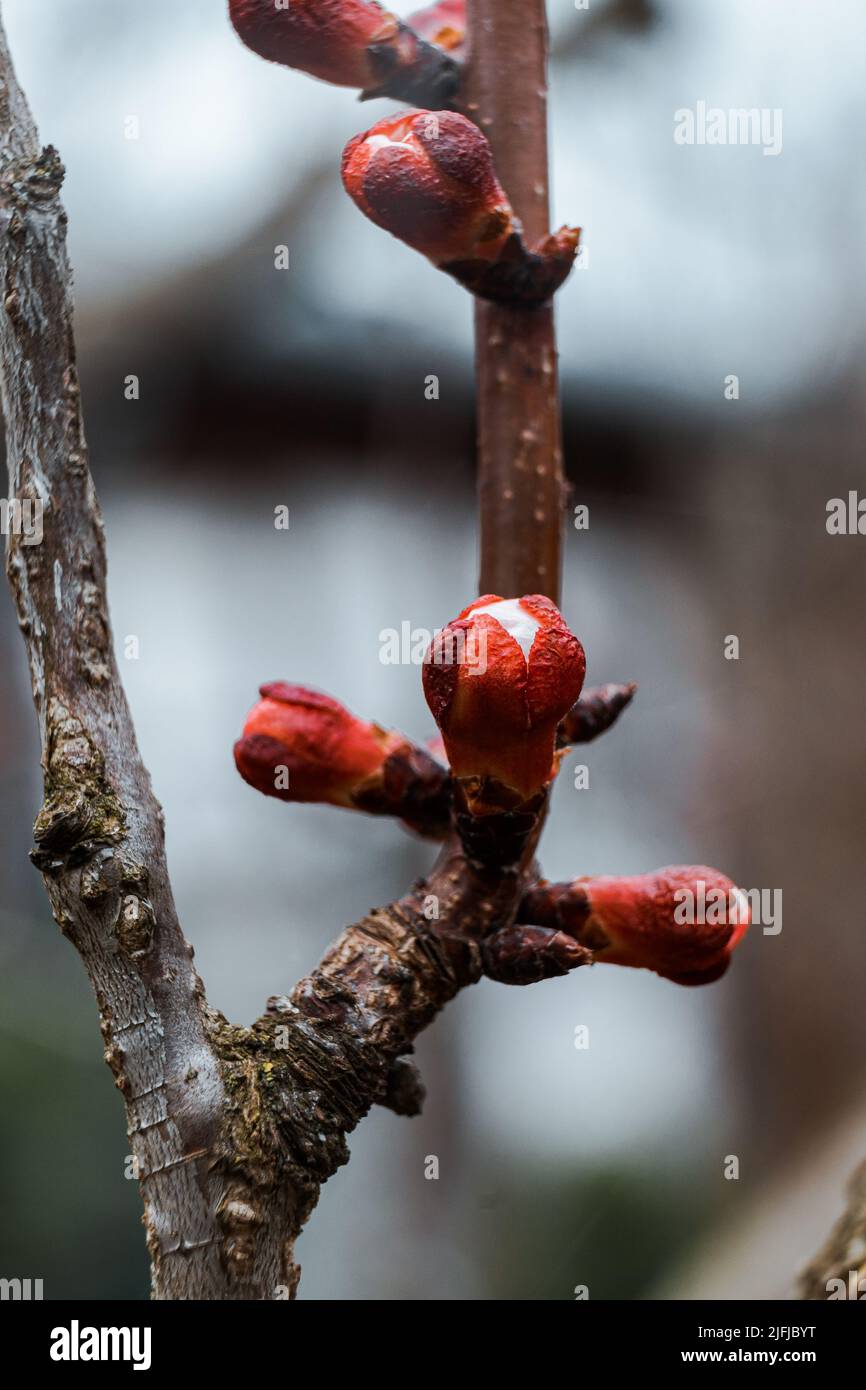 A Selective focus of a branch of tree with buds Stock Photo - Alamy