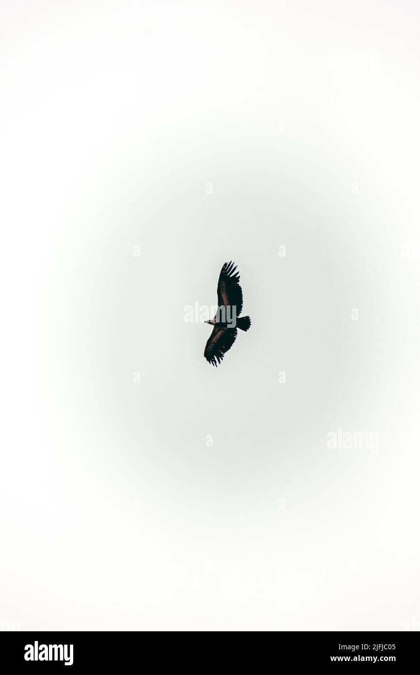 Black and white condor hi-res stock photography and images - Alamy