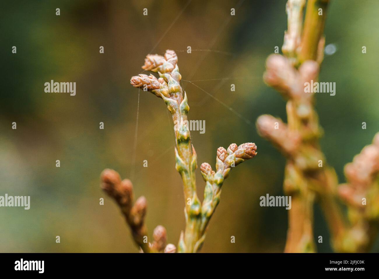 A selective focus of a branch of tree with buds Stock Photo - Alamy