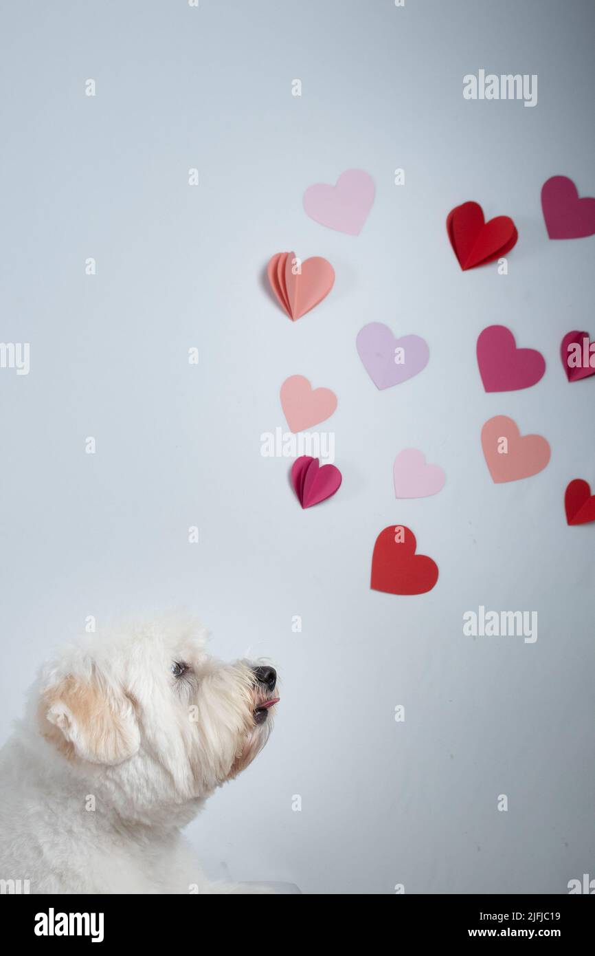 A Cute Coton de Tulear dog looking at red hearts on a white background ...