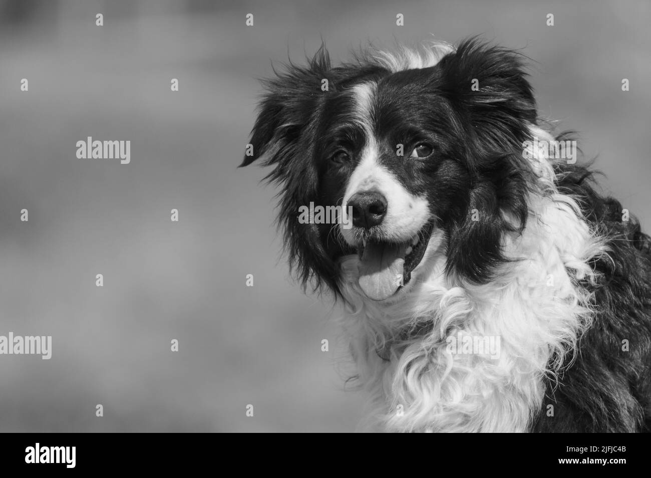 Black dog with negative space hi-res stock photography and images - Alamy