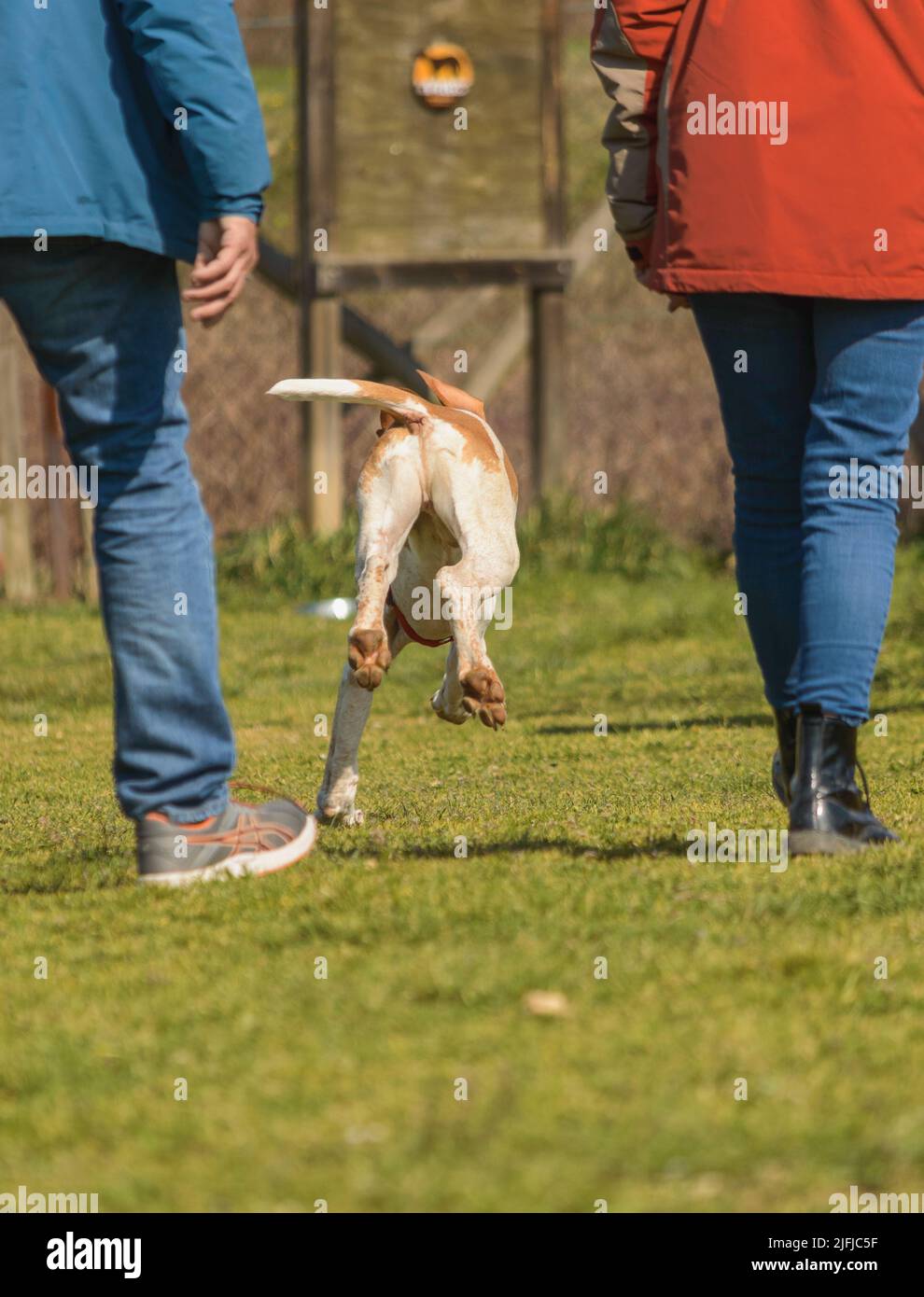 Happy dog and owner hi-res stock photography and images - Alamy