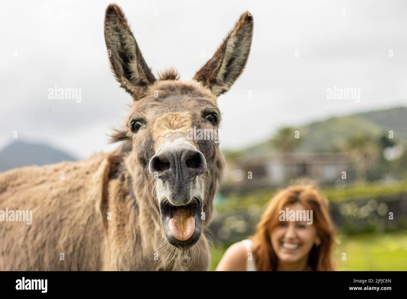 Girl with donkey, farm animals and person, cute friendship Stock Photo ...