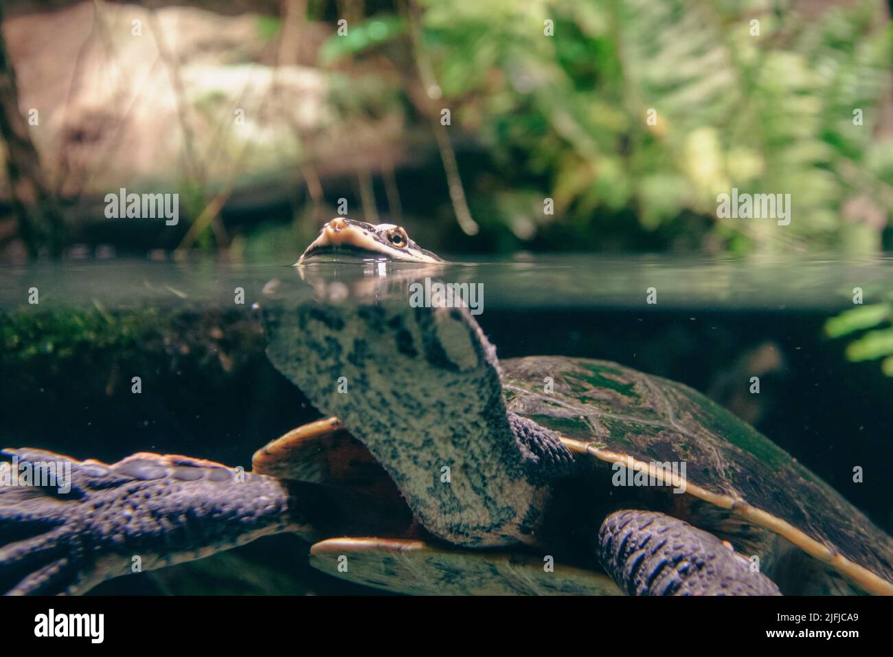 Diamondback Terrapin (Malaclemys terrapin) swimming in a clear brackish ...