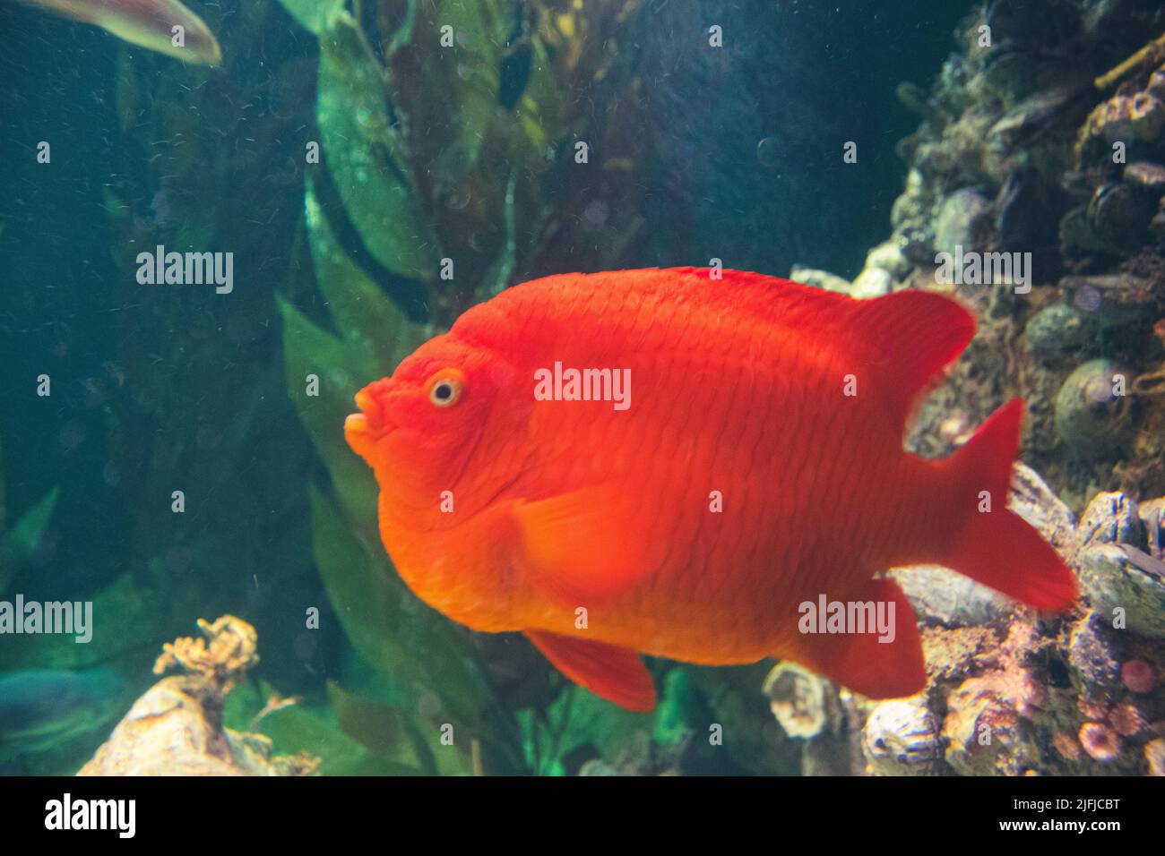 A Garibaldi, red-orange fish with kelp and other fish in the background ...