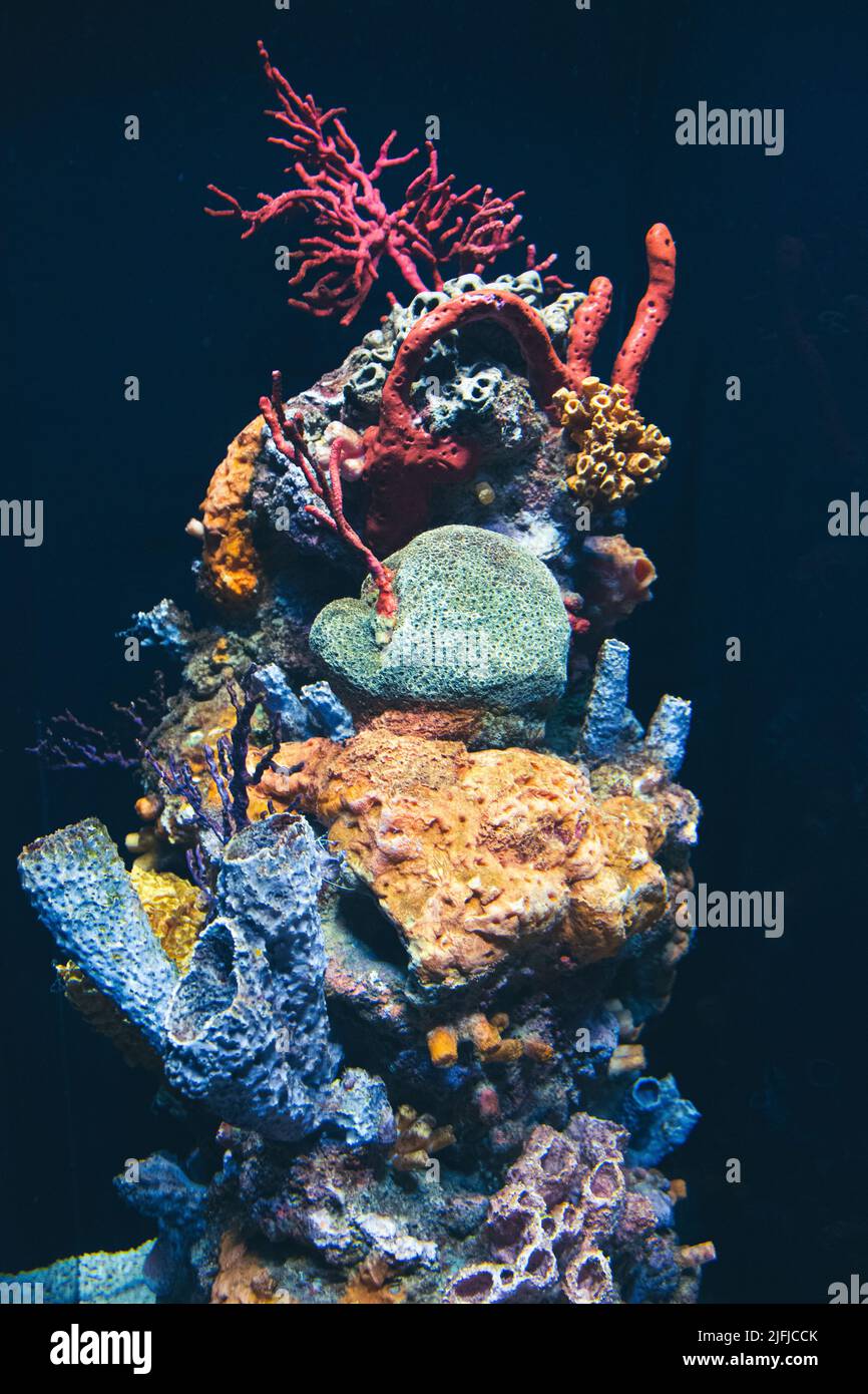 A vertical reef structure was created for a saltwater fish tank Stock ...