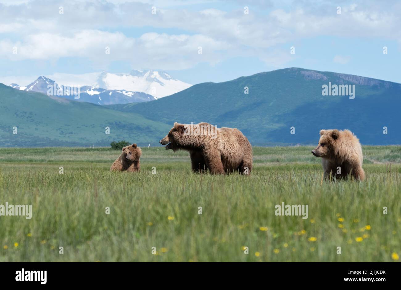 Alaska Coastal Brown Bear (Ursus arctos) Hallo Bay Katmai National Park ...