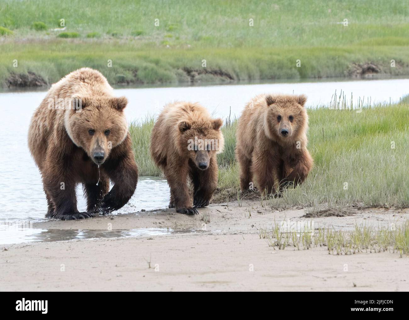 Alaska Coastal Brown Bear (Ursus arctos) Hallo Bay Katmai National Park ...