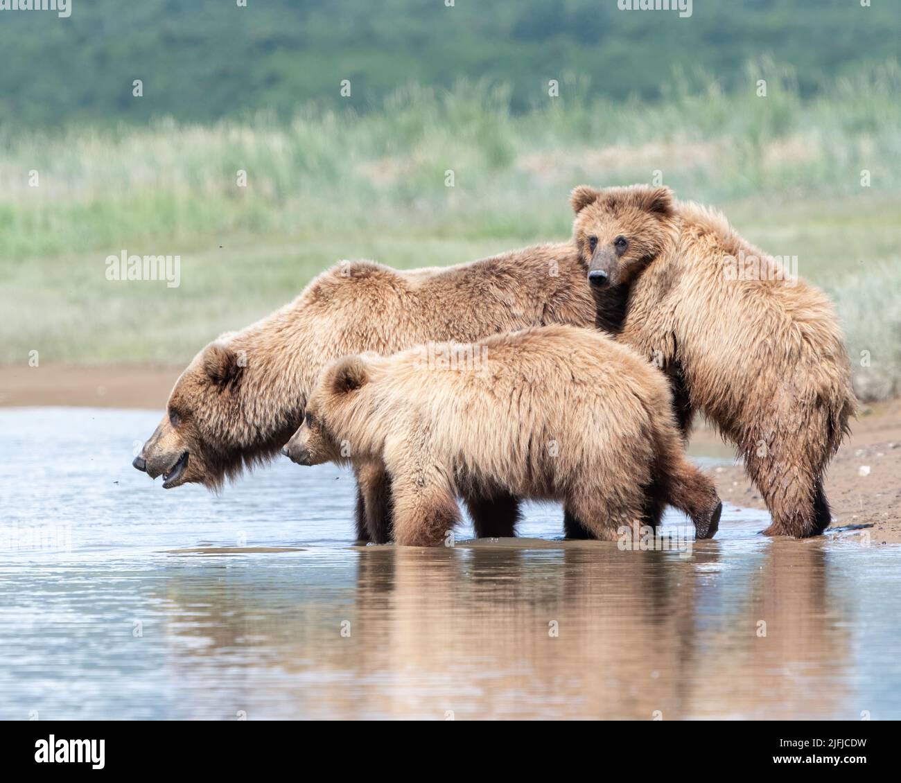 Alaska Coastal Brown Bear (Ursus arctos) Hallo Bay Katmai National Park ...