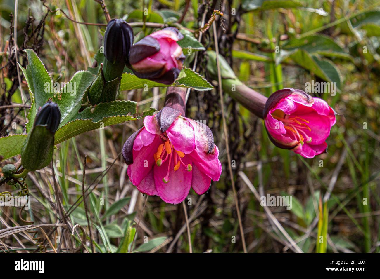 Ecuador flower andes mountain hi-res stock photography and images - Alamy